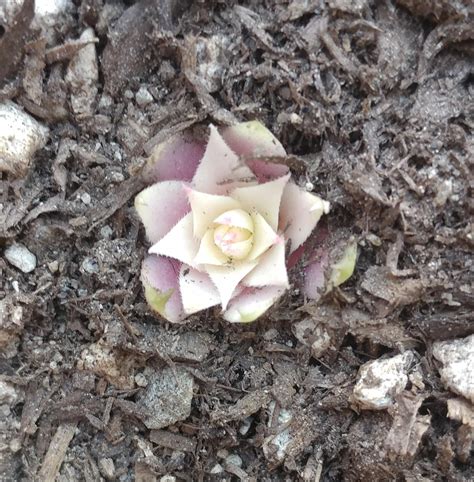 My Ruby Heart Hen Produced A Variegated Chick R Succulents