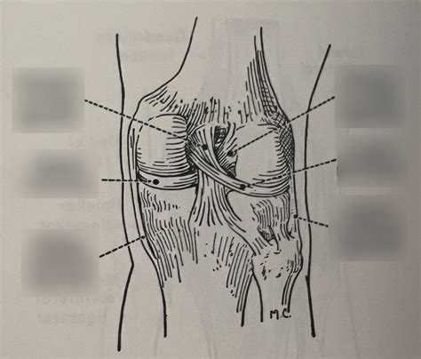 Posterior View Of Knee Joint Diagram Quizlet