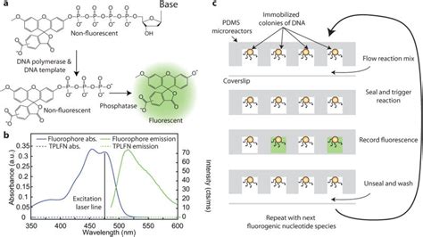 Fluorogenic Dna Sequencing In Pdms Microreactors Pmc