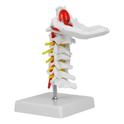 Ymiko Cervical Spine Model 1 1 Anatomical Model For Science Display Teaching Weil Wish