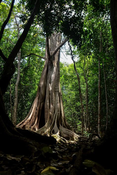Africas Iconic Trees A Nature Lovers Guide Blog Flying Carpet Travel