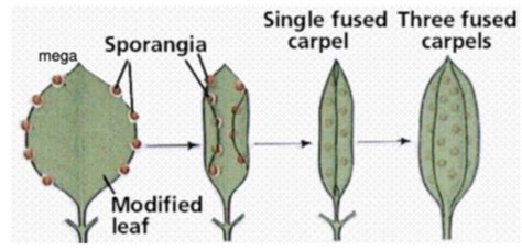 Plant Bio Unit 3 Version 2 Flashcards Quizlet
