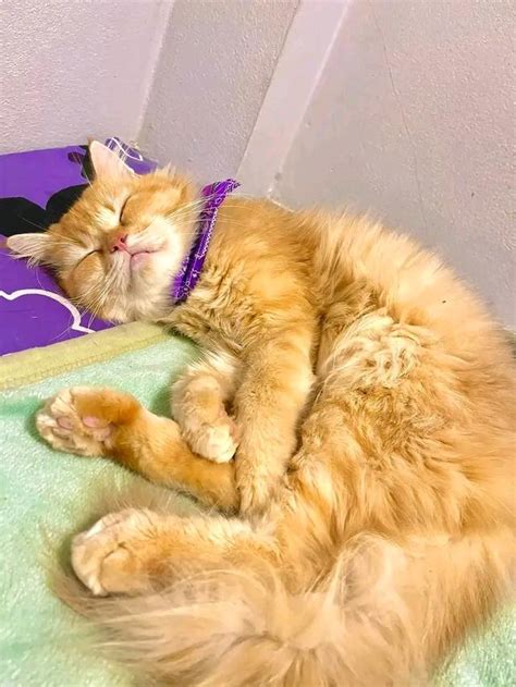 แมวเปอร์เซีย สีส้ม Ennxo