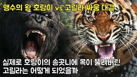 맹수의 왕 호랑이 Vs 고릴라 싸움 대결 실제로 호랑이의 송곳니에 목이 뚫려버린 고릴라는 어떻게 되었을까 Youtube