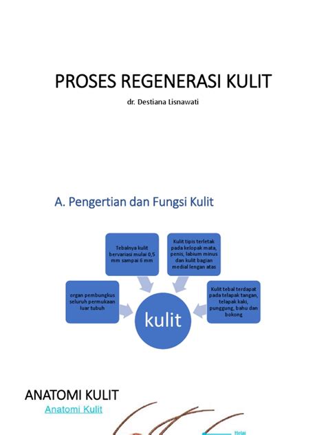 Proses Regenerasi Kulit Pdf