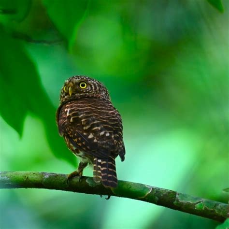 Algorithm By Evil Eye Youtube