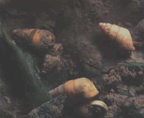 2 Hydrobia Ulvae Specimens Download Scientific Diagram