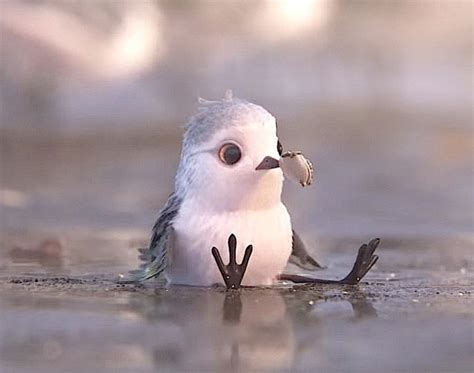 Piper” The Sanderling The Ultimate Chick Flick Rolling Harbour Abaco