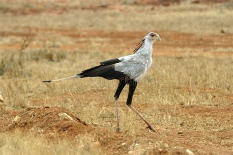 Secr Taire Oiseau Photo Stock Image Du Oiseaux Longtemps