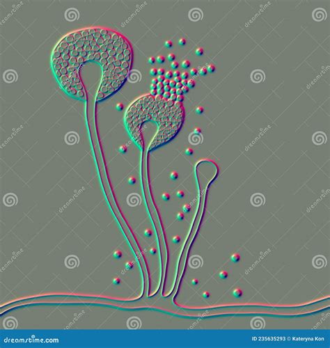 Structure Of Mucor Mold Black Fungus Royalty Free Cartoon