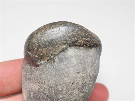 Bivalve Shell On Matrix Pick N Mix Buyafossil