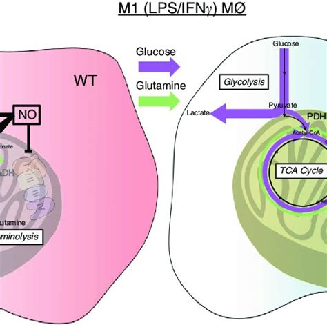 No Orchestrates Metabolic Reprogramming In M1 Macrophages Macrophage