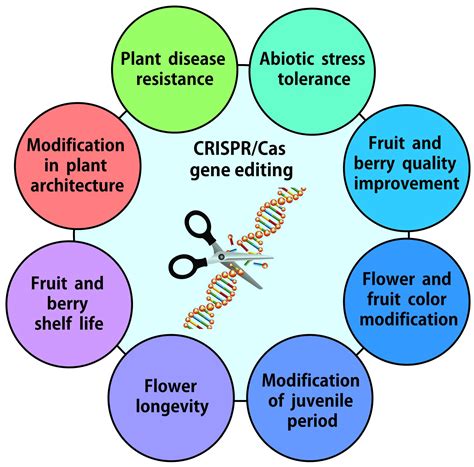 Crispr Cas Genome Editing For Horticultural Crops Improvement