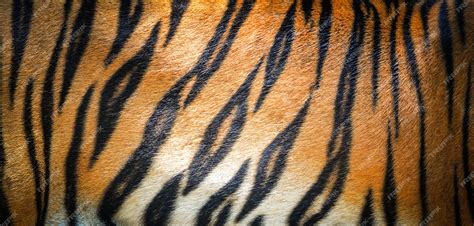 Premium Photo Tiger Pattern Background Real Texture Tiger Black