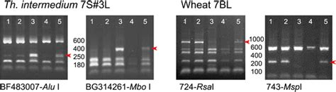 Pcr Restriction Digestion Pattern Of Four Sts Pcr Markers Used For