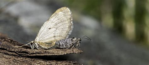 Sex And Light Bryan Pfeiffer