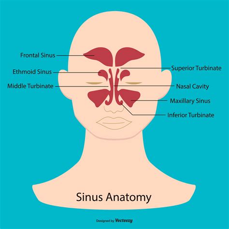 Sinus Pressure Medical Term At Xavier Guerard Blog