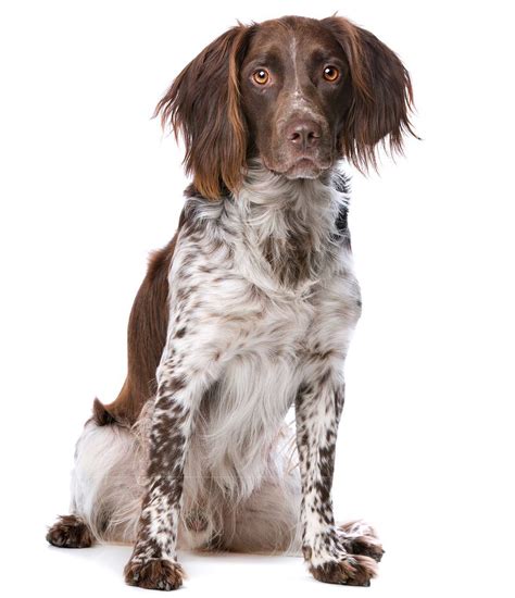 Small Munsterlander Pointer Dog Breed Guide
