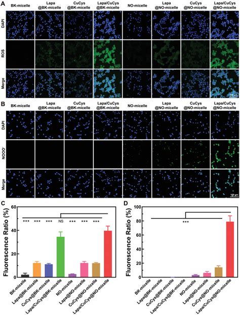 A Intracellular Ros Level Detected By Dcfh‐da Assay B Intracellular