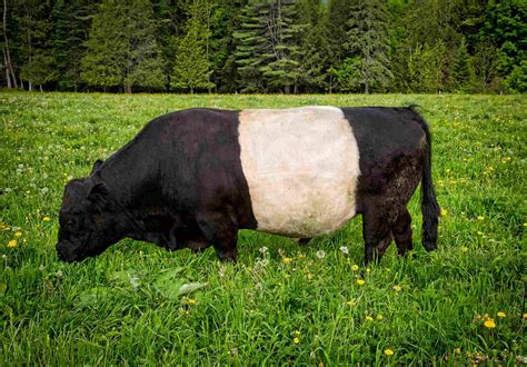 Top 18 Cattle Breeds For American Farms And Ranches