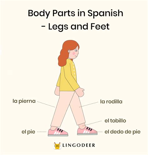Parts Of A Human Body In Spanish At Tayla Bruton Blog