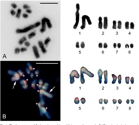 Figure 2 From Xxxy System Of Sex Determination In The Geophilomorph Centipede Strigamia