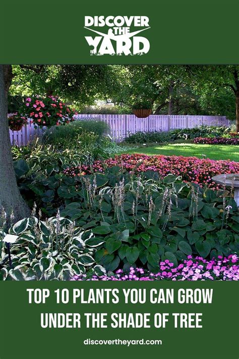 Top 10 Plants For Shade Under Trees