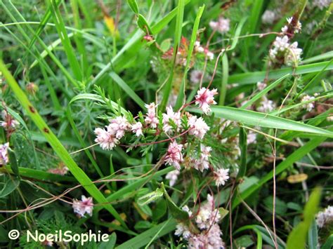 Le Noeil De Sophie Cuscute