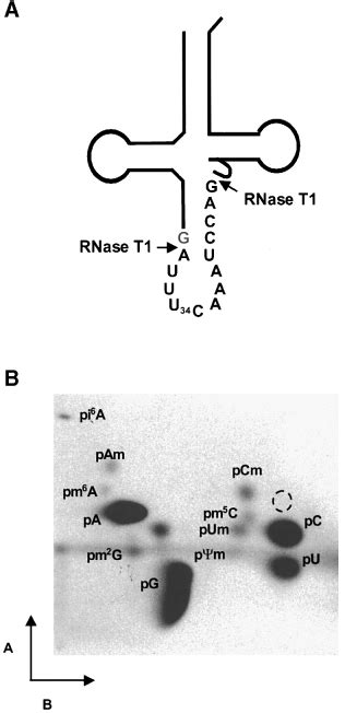 Thin Layer Chromatographic Analysis Of The Anticodon Arm 13mer