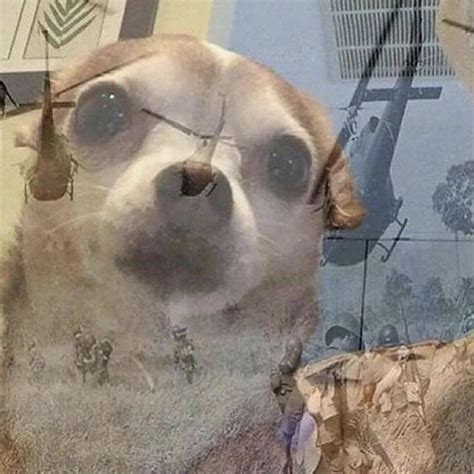 Ptsd Chihuahua Know Your Meme