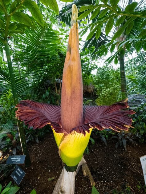 10 Corpse Flower Facts And Twhy It Is So Stinky Flower Glossary