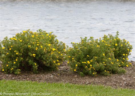 Happy Face® Yellow Potentilla Fruticosa Proven Winners