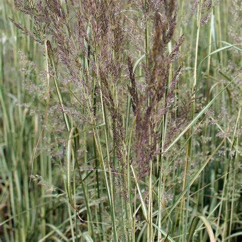 Calamagrostis Acutiflora Avalanche Variegated Feather Reed Grass From Get Group Inc