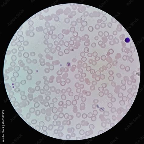 Compound Microscope Cells