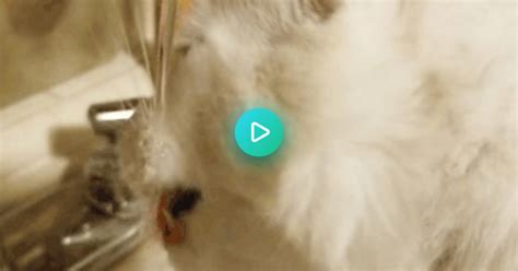 My First  Made Me Laugh Meet Frodo Album On Imgur