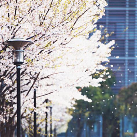 Li Jun Chen Postdoc Position Doctor Of Chemistry The University Of Sydney Sydney School