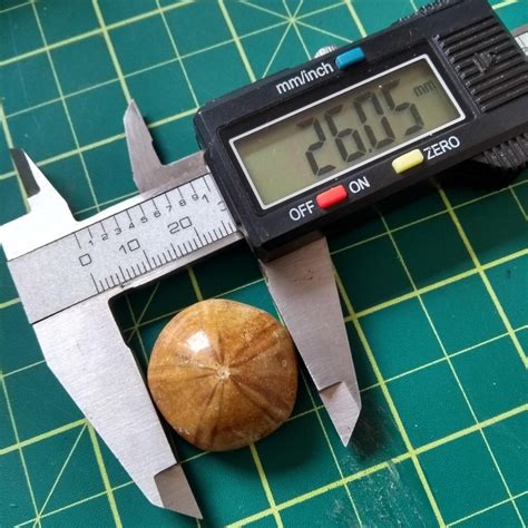 Peso De Papel De Equinoide Petrificado Natural 11g Pedra Semipreciosa