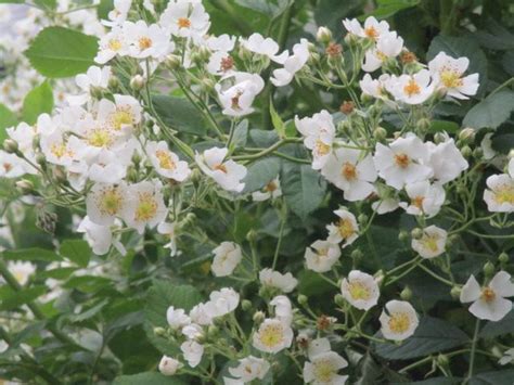 Kintaro Ishikawa On Linkedin Tiny White Rose In My Garden Have A Restful Time …