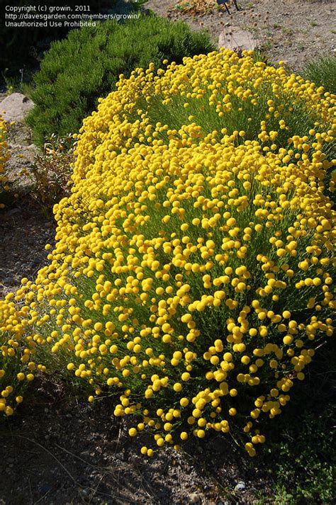 Plantfiles Pictures Santolina Species Green Lavender Cotton Holy