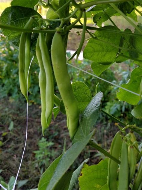 What Are State Half Runner Beans At Daniel Gilmore Blog