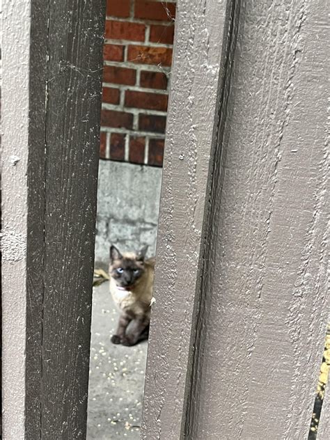 The Cat Distribution System Got Us Rportland