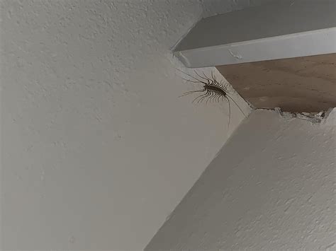 What Is This Centipede Spider Thingy R Insects