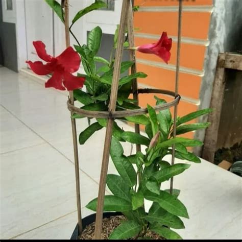 Jual Tanaman Hias Kanopi Mandevila Bunga Merah Tanaman Rambat Shopee Indonesia