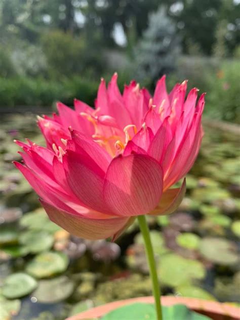 Kpk Gardens کنول کا پھول