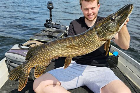 Smukke Gedder PÅ Gummi Fisk And Fri