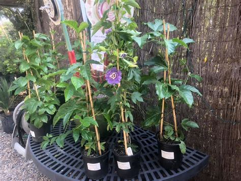 Passiflora Blue Velvet Socal Passiflora Group Facebook