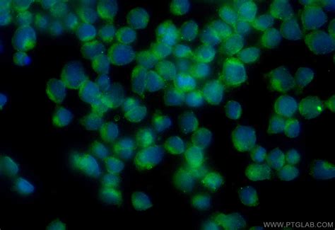 Importin Beta Antibody Cl488 67597 Proteintech