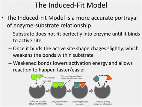 Ppt Understanding Enzymes And Metabolic Pathways Key Concepts In
