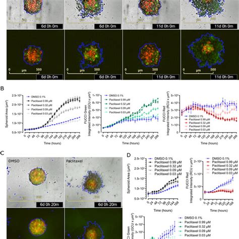 Fucci Spheroid Cell Cycle Analysis A E57 Glioma Stem Cells