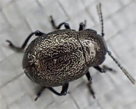 Timarcha Intricata 10000 Things Of The Pacific Northwest